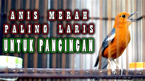 Anis Merah Gacor Dor Jadi Pancingan Anis Merah Terbaik Youtube