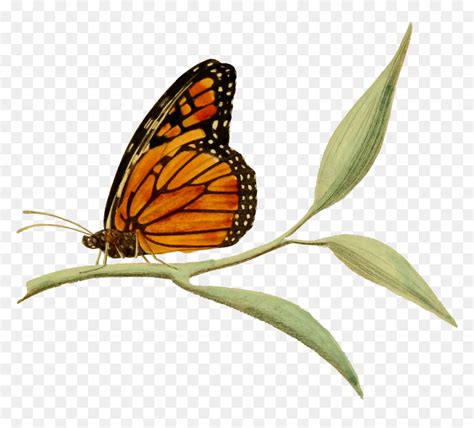 Monarch Butterfly Clipart Png By Madetobeunique On Deviantart Clip