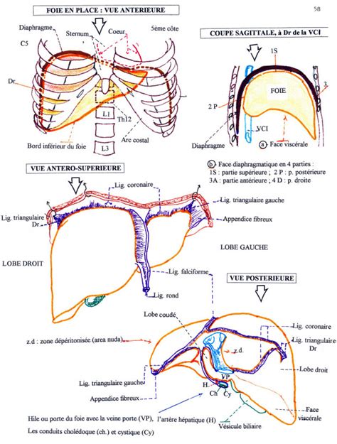 Schemas Anatomie PCEM1 Système Nerveux Lca ecninfo