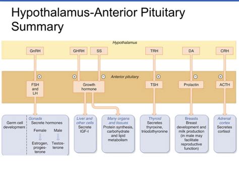 Human Physiology Block V Flashcards Quizlet