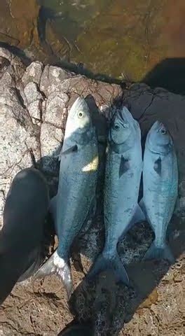Pesca de Anchova na rapala no costão do santinho YouTube