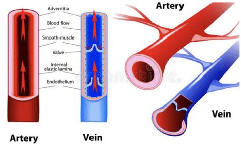 Difference Between Arteries And Veins Heathermcybauer
