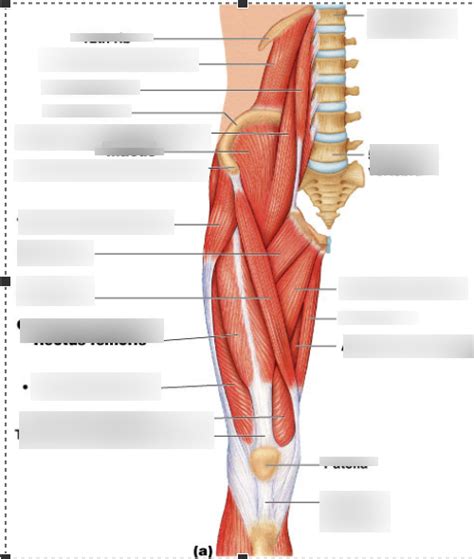 Anterior Upper Leg Diagram Quizlet