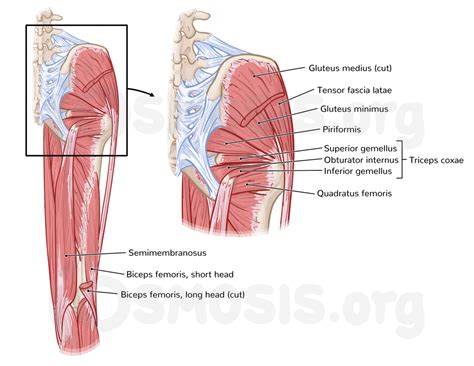 Diagram Of The Gluteal Fold