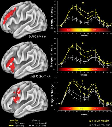 dorsolateral prefrontal cortex promotes long term memory formation through its role in working