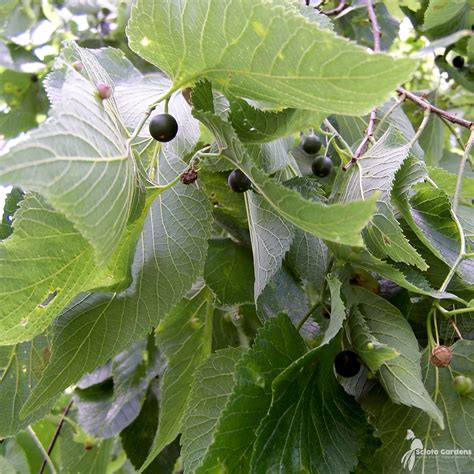 Celtis Occidentalis Common Hackberry Scioto Gardens Nursery