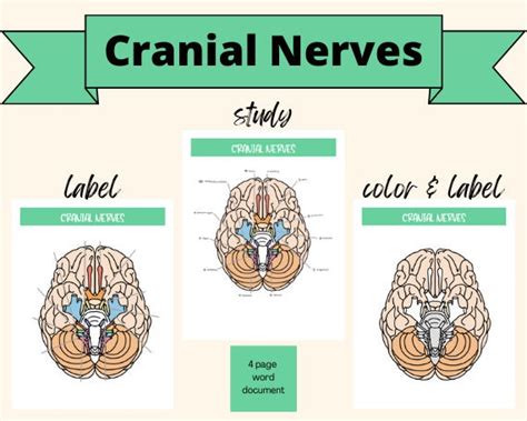 Cranial Nerves Study Guide Chart And Picture Label Color Function