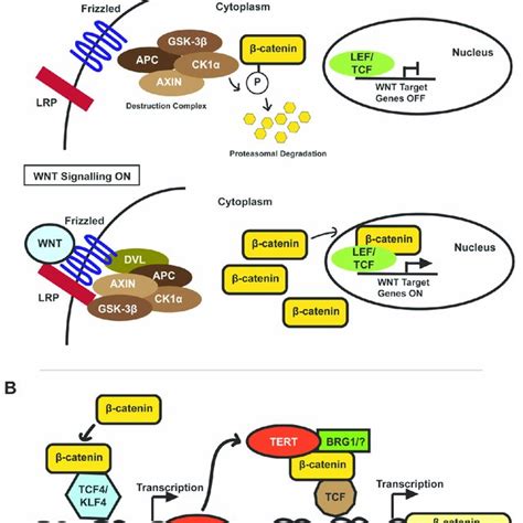 A Canonical WNT β catenin pathway When WNT signaling is OFF top
