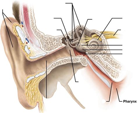 Special Senses Ear Diagram Diagram Quizlet