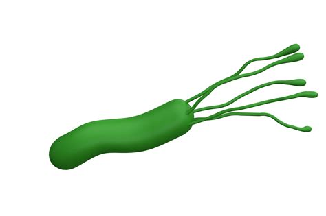 Helicobacter Pylori Bacterie 3d Geven Realistisch Geneeskunde Icoon