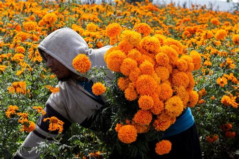 Flor De Cempas Chil Significado Origen Y Usos Medicinales