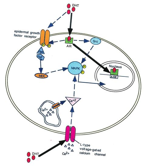 A Model For The Genomic And Non Genomic Actions Of Androgens The