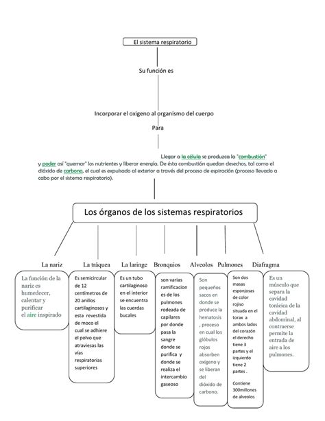 Esquema Del Sistema Respiratorio