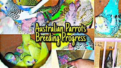 Australian Parrots Breeding Progress In Urdu Australian Parrots