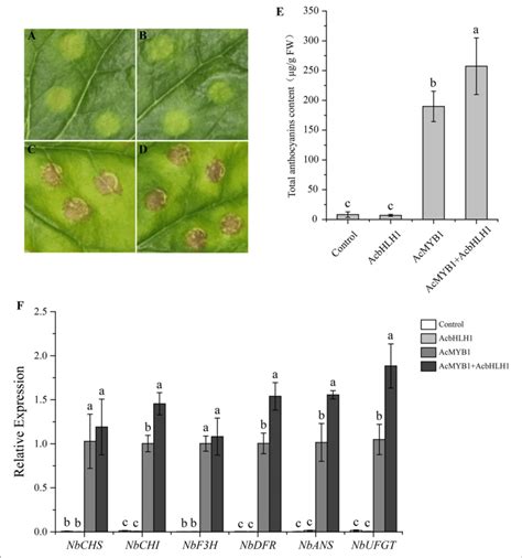 Transient Over Expression Assay In N Benthamiana Leaves Images Of