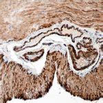 Immunohistochemical Staining Techniques Histology UWMadison