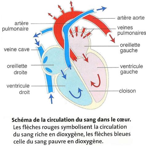 Chapitre 6 la circulation du sang Site de cours de collège et lycée