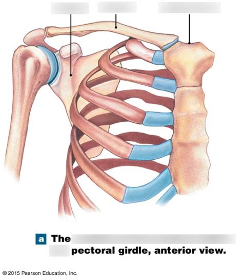 Pectoral Girdle Anterior View Diagram Quizlet
