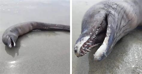 Extraña criatura parecida a un delfín que aparece en una playa