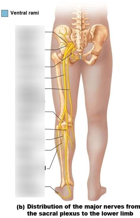 Lower Extremity Diagram Quizlet