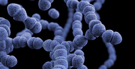 Strep A Enfeksiyonu nedir Belirtileri nelerdir Strep A nasıl bulaşır