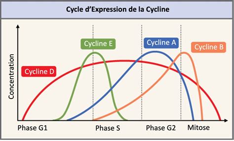 Le Contr Le Du Cycle Cellulaire Introduction La Biologie