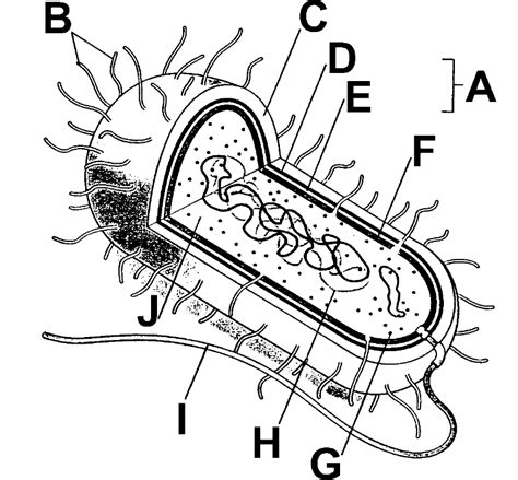 Biology 19 4 Bacteria And Archaea Diagram Quizlet