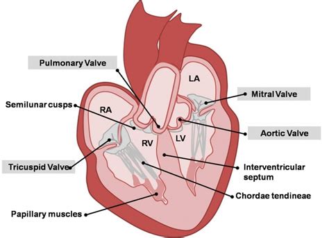 BIO401 Cardiovascular Heart Valves Diagram Quizlet