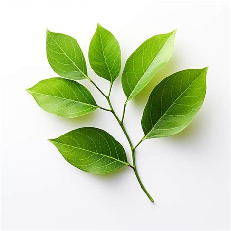 Hojas Verdes Aisladas En Blanco Foto Premium