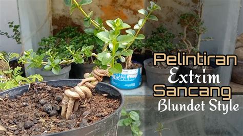 Cara Membuat Pelintiran Ekstrim Bonsai Sancang Agar Berhasil Youtube