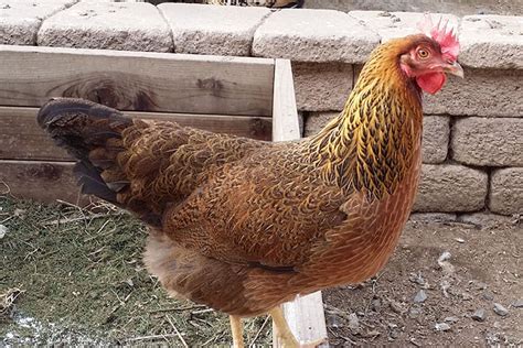 Conozca las 9 mejores razas de gallinas para la producción de huevos