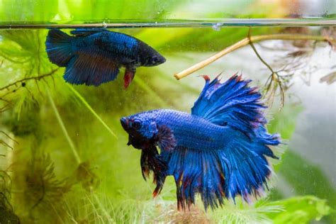 Can You Put A Male And Female Betta Together
