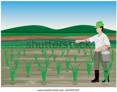 Farmer Manure Rice Plant Vector Design Stock Vector Royalty Free