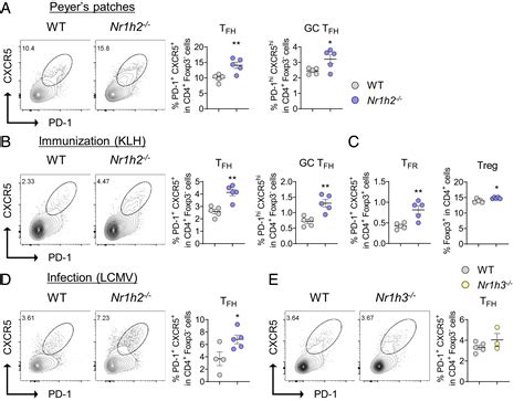 Liver X Receptor Controls Follicular Helper T Cell Differentiation Via