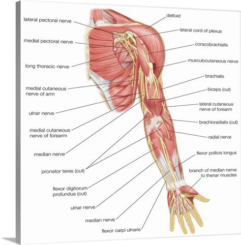 Nerves Of The Left Arm Anterior View Nervous System Muscle Diagram