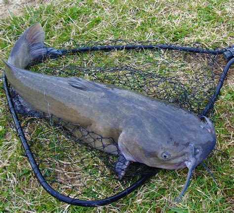 A Comprehensive Guide To Catfish Fishing Techniques Gear And