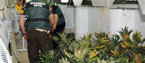 La Guardia Civil desmantela una plantación de marihuana en Santillana