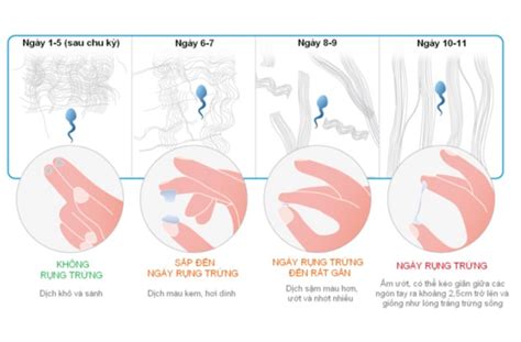 Hết Kinh Bao Nhiêu Ngày Thì Rụng Trứng Cách Nhận Biết Chính