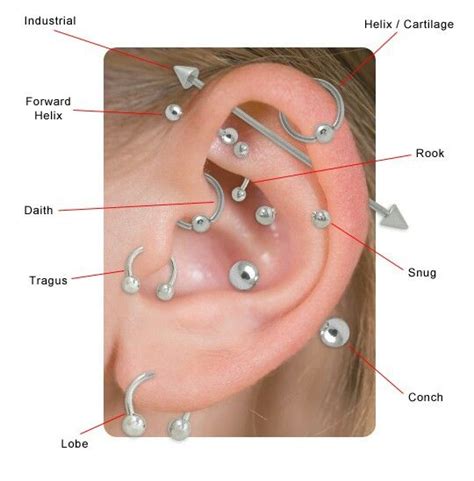 Ear Piercing Diagram Names Piercing Studio