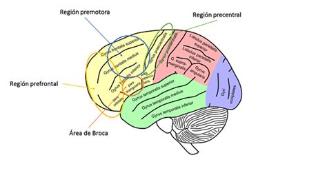 L Bulo Frontal Localizaci N Anatom A Y Funciones