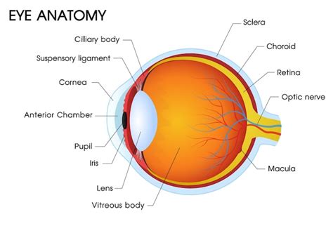 Ilustrador De Uma Anatomia Do Olho Humano Vetor Premium