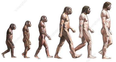 Evolution Of Humans Timeline