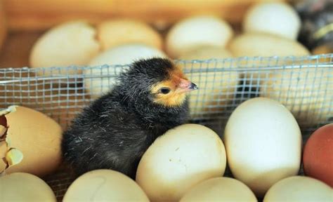 Actualizar Imagen Como Saber Si Un Huevo Es Pollo O Gallina