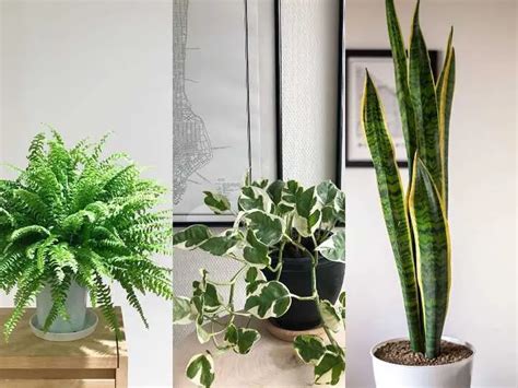 Plantas Que Absorben El Calor Actitudfem
