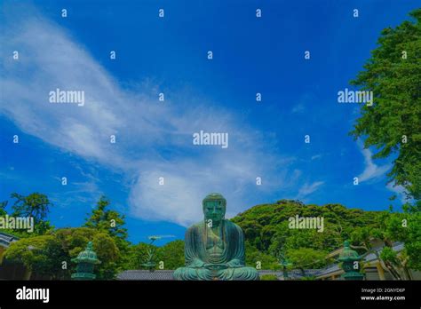 Early Summer Of The Great Buddha Of Kamakura Which Was Wrapped In