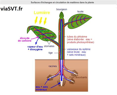 nutrition végétale animation SVT circulation sevè brute sève élaborée