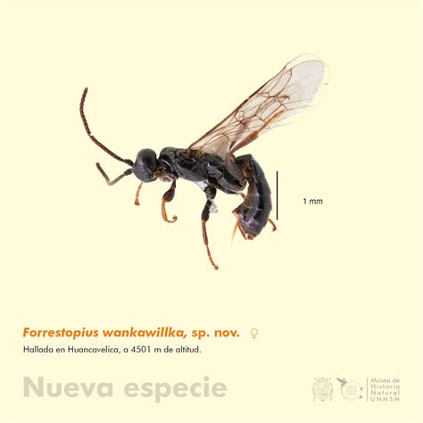 Describen ocho especies nuevas de avispas de Sudamérica Revista
