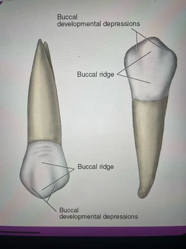 Lecture 5 Introduction Of Premolars Permanent Maxillary Premolars