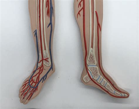Lower Extremity Feet Diagram Quizlet