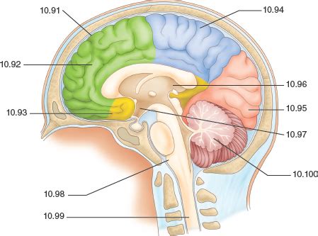 Chapter 10 Nervous System Diagram Quizlet